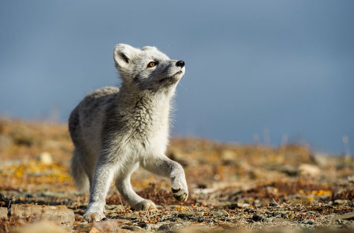 NELLA TANA DEL LUPO AL POLAR PARK NORVEGIA